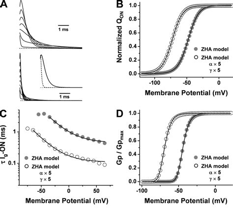 Kinetic Modeling Of Voltage Dependent Gating In The Absence And