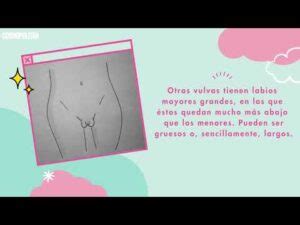 Tipos De Vulvas Según La Forma TIPOSDE