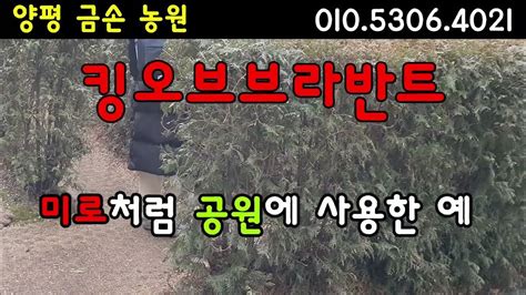 양평 금손 농원입니다 킹오브브라반트 Youtube