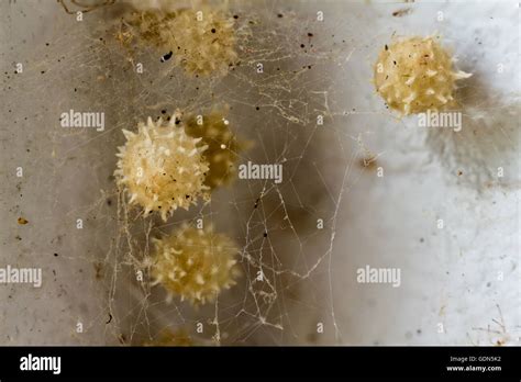 The Brown Widow Spider Egg Sacks Protected Behind Thick Spider Silk