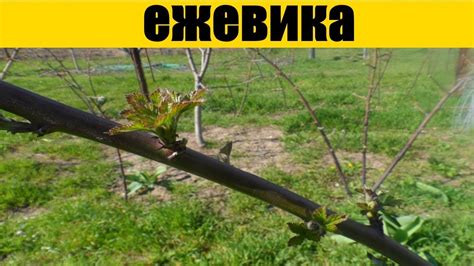 Ежевика сорта ежевики - YouTube