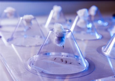 After 40 Years The Most Important Weapon Against Mosquitoes May Be Failing Science Aaas