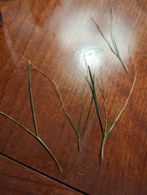 Is This Creeping Bentgrass Or Something Else Lawn Care Forum