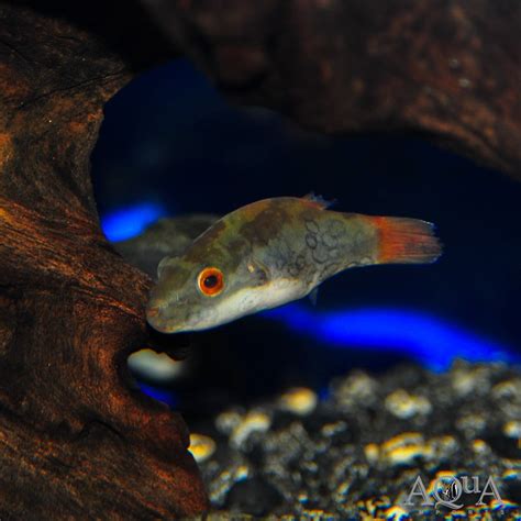 Red Eye Red Tailed Puffer Carinotetraodon Irrubesco Aqua Imports