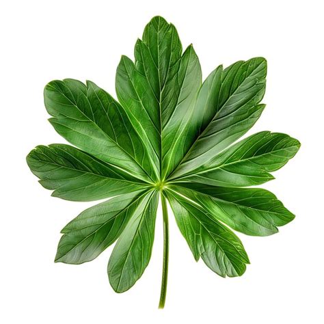 Premium Photo Isolated Desert Delphinium Leaf With Palmately Compound