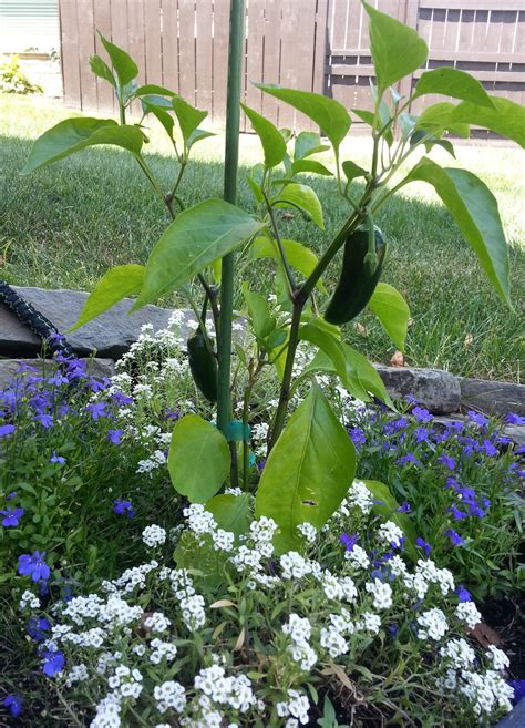 Sow And Grow Peppers Crazy For Gardening