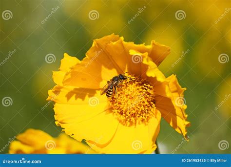 Yellow Flowers Of The Lance Leaved Coreopsis Coreopsis Lanceolata
