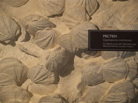 Fossil Science Olympiad Flashcards Quizlet