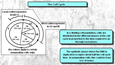 Radiobiology