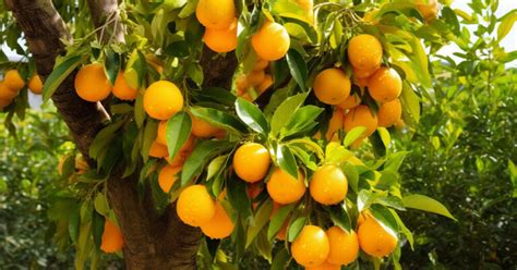 Mandarin Tree Care How To Plant Grow And Help Them Thrive