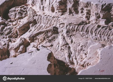 Tyrannosaurus Rex Fossil In Ground