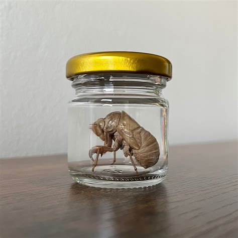 Cicada Shell Art