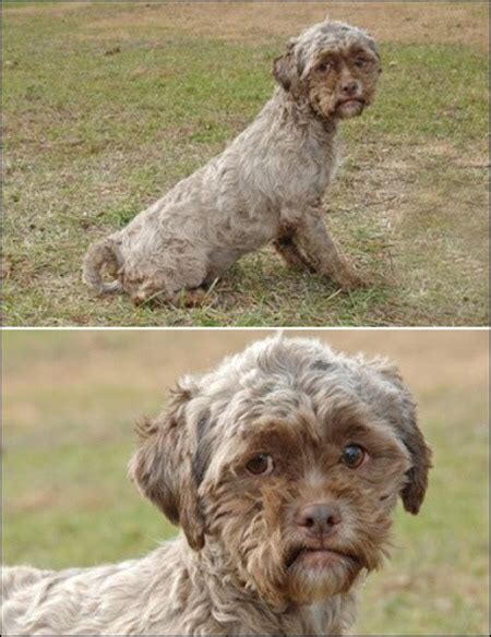 사람의 눈빛처럼 보인다는 인면견 강아지 사람에따라 주의 인스티즈instiz 인티포털 카테고리