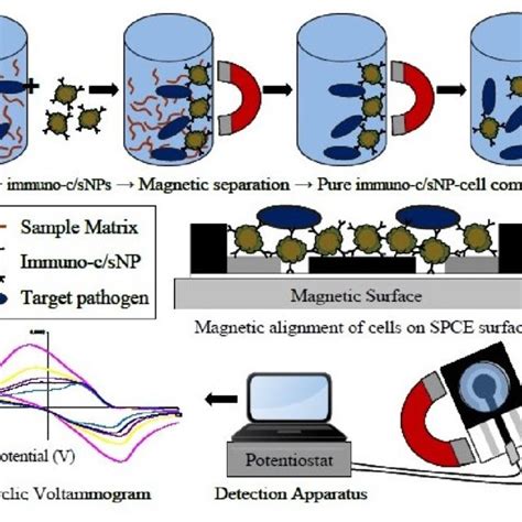 The Principle Of Catalytic Hairpin Assembly Graphene Oxide Assay To Download Scientific Diagram