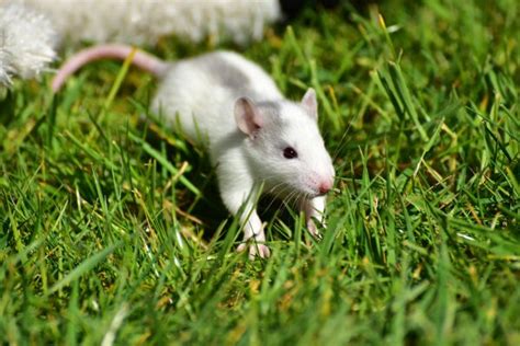 Kostenlose foto Gras Rasen süß Maus niedlich Tierwelt Haustier