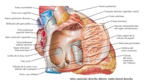 Mesocardia Características Ecocardiográficas Del Mesocardio Fetal
