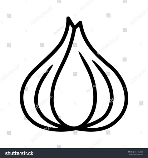 Garlic Bulb Allium Sativum Line Art Stock Vector 364452083 Shutterstock