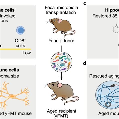 Fecal Microbiota Transplantation From Yfmt To Aged Mice Ameliorates