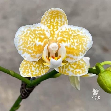 Phal Rancho Bariloche Орхидеи