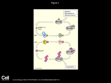 Protein Regulation Tag Wrestling With Relatives Of Ubiquitin Ppt