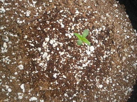 Fast Buds Tropicana Cookies Auto Grow Diary Journal By