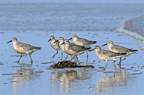Critical Funding And Advocacy For The Delaware River Watershed Audubon