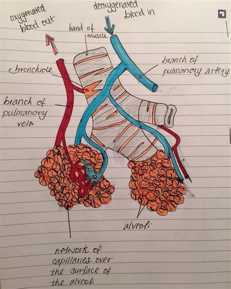 Alveoli Respiration Diagram