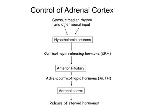 Endocrine System Physiology Ppt Download