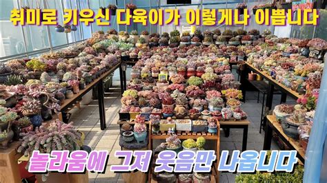 직장생활 하시며 키우신 다육이가 이렇게나 이쁩니다 그저 웃음만 나오는 마당 다육 하우스 묵둥이 국민이 창 다육이 Youtube