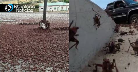 Invasión aterradora de plaga caníbal cubre casas y bloquea vías