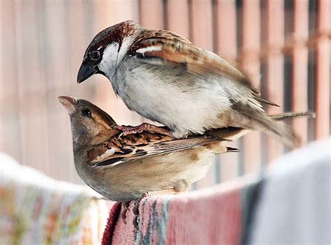 A Concern Towards Nature Save Sparrows On World Sparrow Day 20th