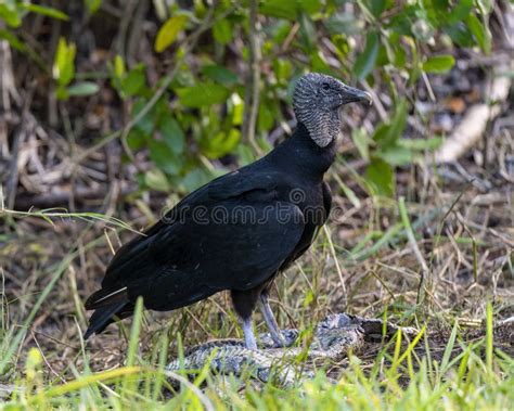 Black Vulture Eating A Dead Python Along The Roadside In The Everglades