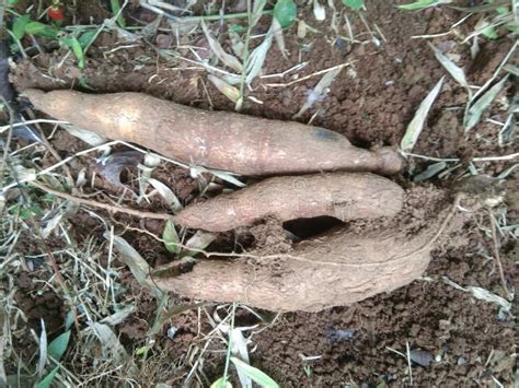Cassava Is A Type Of Root Vegetable That Can Be Processed Into Many