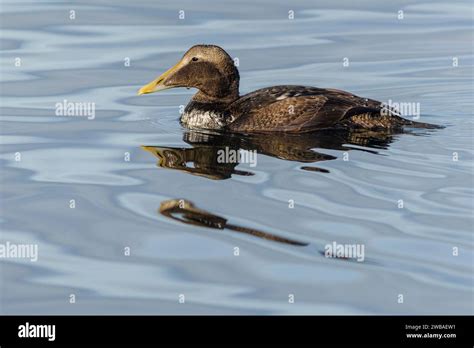 A Young Male Of The Common Eider A Brown Water Bird With Yellow Beak