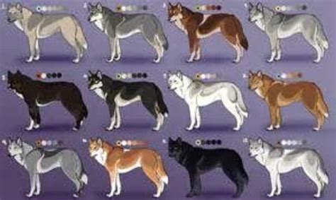 Wolf Colors List