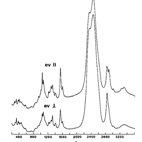 Polarized Raman Spectra Of The Secondary Wall Of A Delignified Cross
