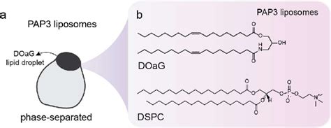 Molecular details of PAP3 liposomes. a) Schematic representation of ...