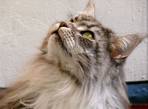 Where To Find Maine Coon Kittens For Sale