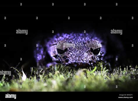 An Amphibian Of Leptobrachium Ailaonicum Variously Known As The Ailao