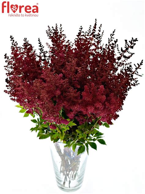 Astilbe Paul Gaarder 70cm