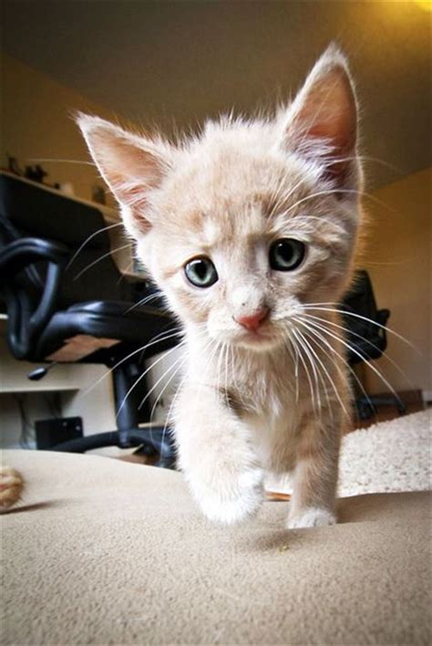 心癒される可愛い猫（画像厳選200選・動画集） Ailovei