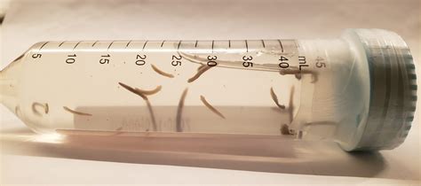 Brown Planaria Dugesia Living Klm Bio Scientific