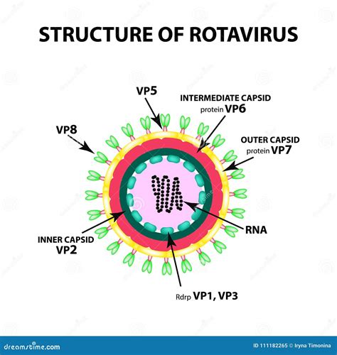 The Structure Of Rotavirus Infographics Vector Illustration On Isolated Background Stock
