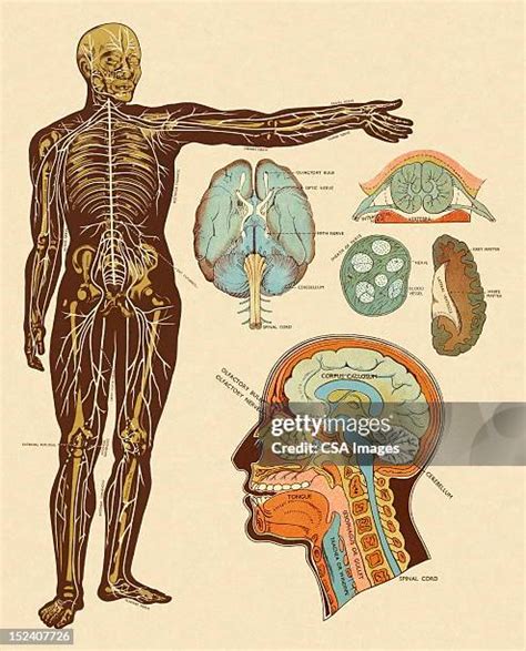 Labeled Diagrams Photos And Premium High Res Pictures Getty Images