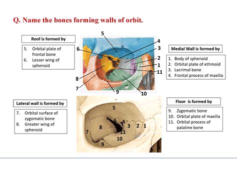Bony Orbit Anatomy Qa