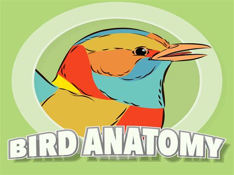 Birds Lesson Plans And Lesson Ideas BrainPOP Educators