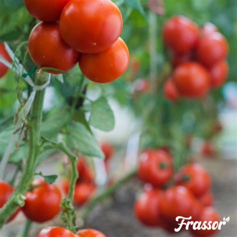 Garden Fertilizer 10kg For 100m2 Enriched Insect Frass Frassor