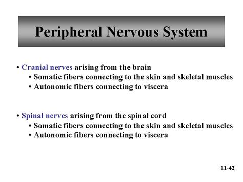 Peripheral Nervous System Cranial Nerves Arising From The