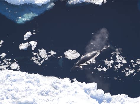 Two Antarctic Minke Whales In The Sea Ice‐covered Waters Of The Weddell