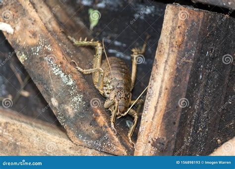 Giant Weta In New Zealand Stock Image Image Of North 156898193